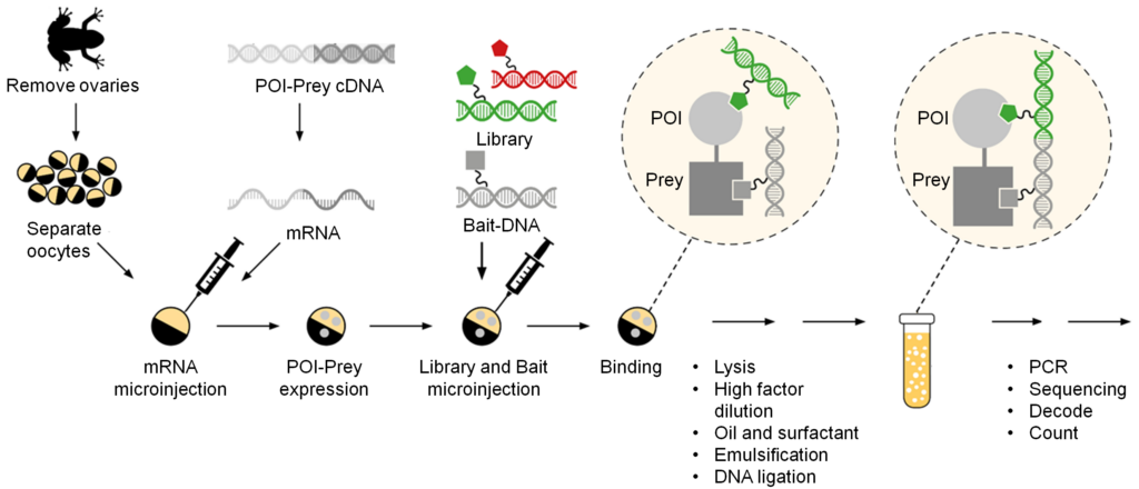 DELs in Cells - PPI inhibitor Direct